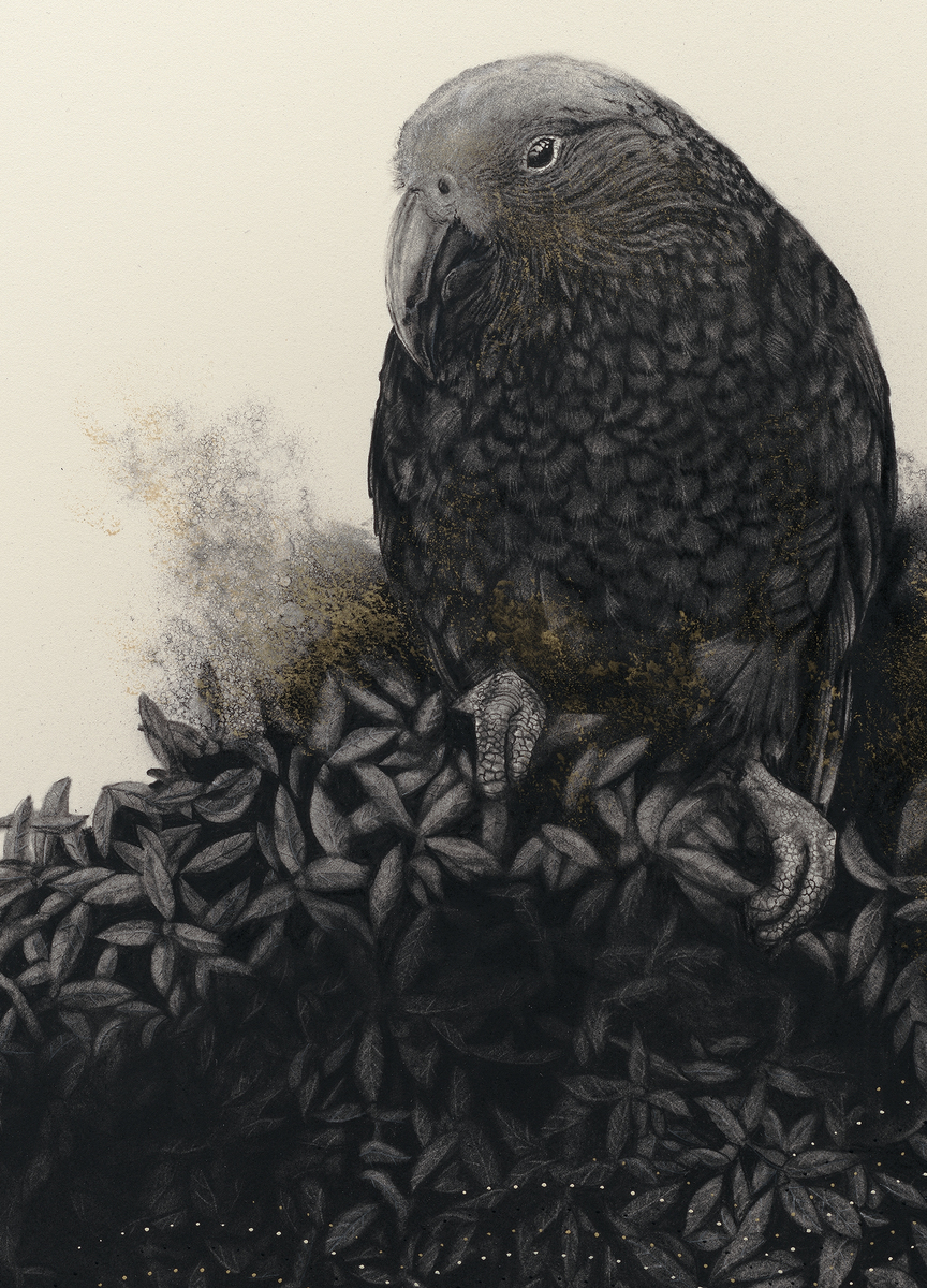 The Kaka Convergence by Gareth Barlow – Parnell Gallery