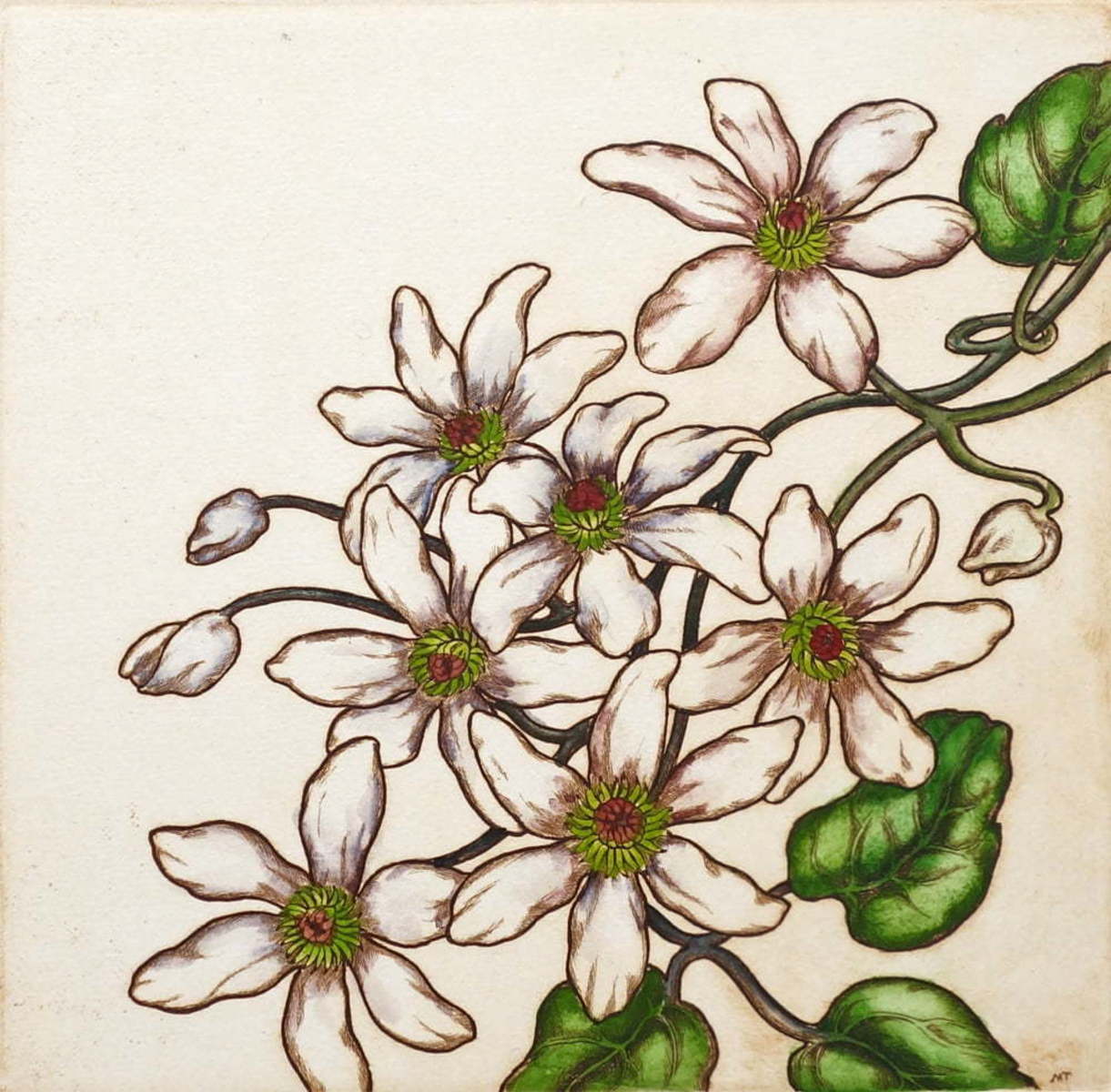 Clematis Flower Drawing