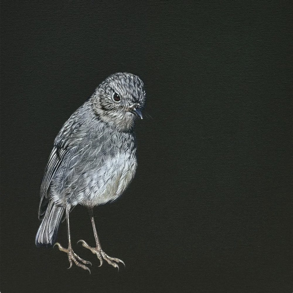 Trusting Toutouwai by Jane Crisp – Parnell Gallery