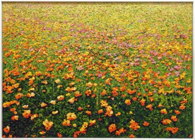 Peter Hackett – Parnell Gallery