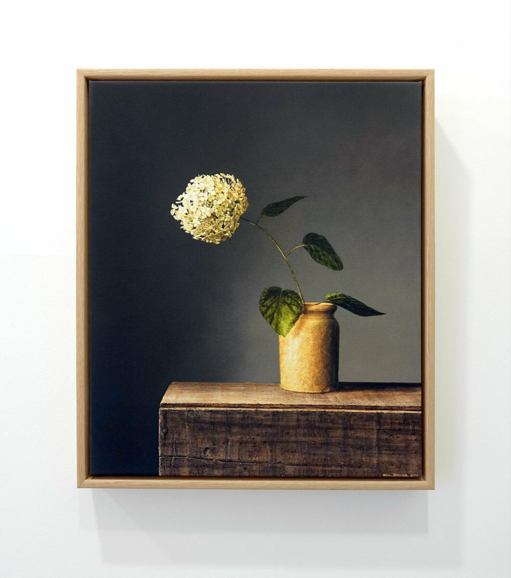 Hydrangea by Neil Driver - Parnell Gallery