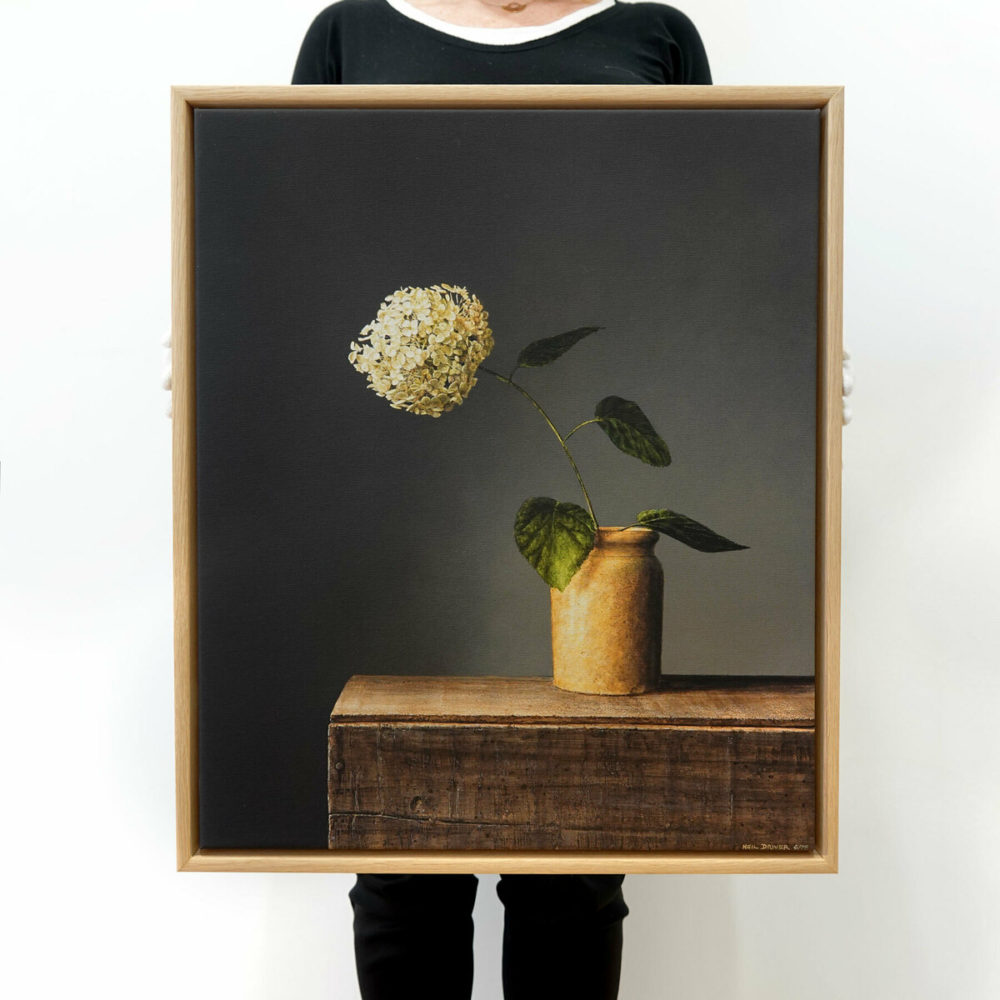 Hydrangea by Neil Driver - Parnell Gallery