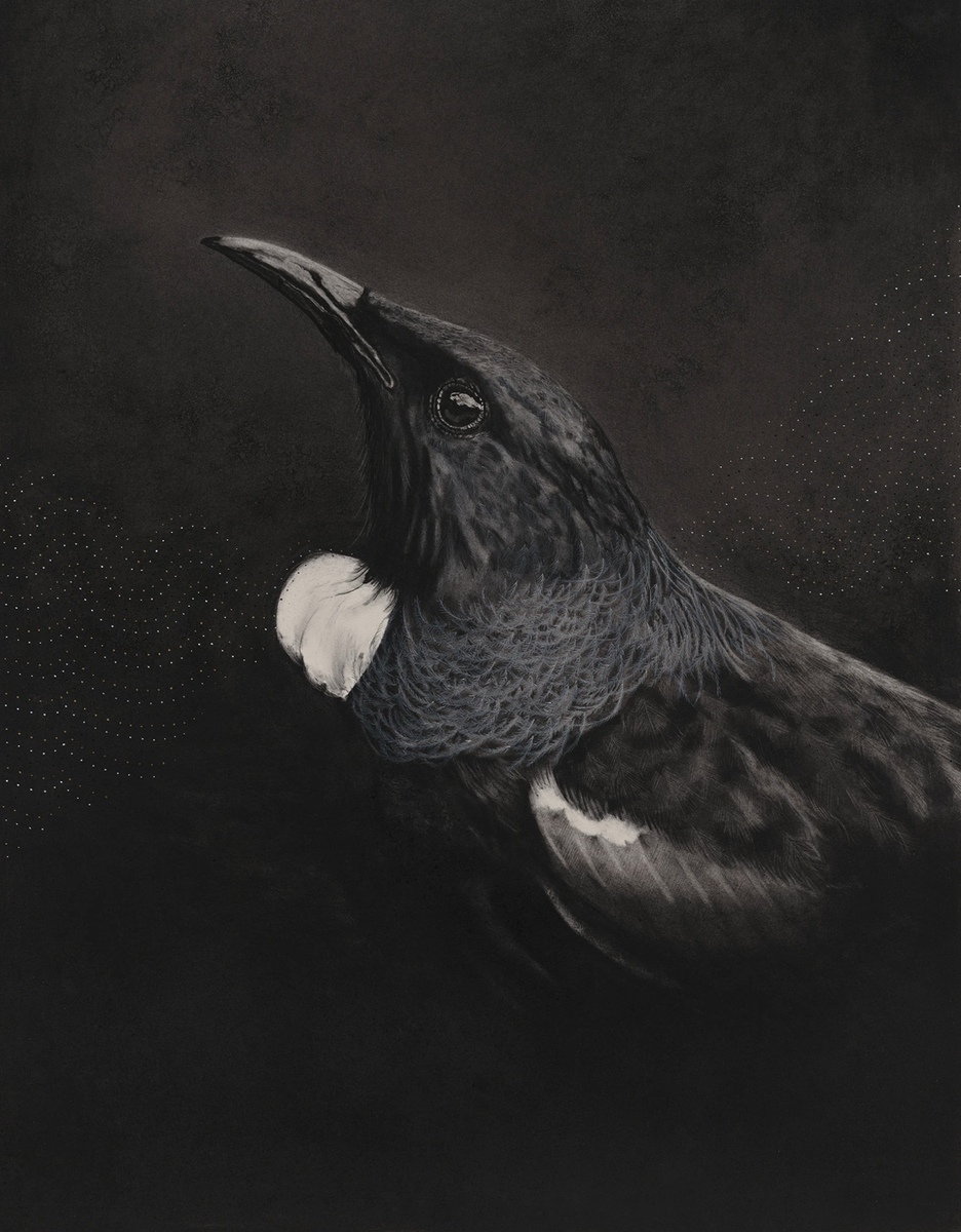 Tui by Gareth Barlow – Parnell Gallery